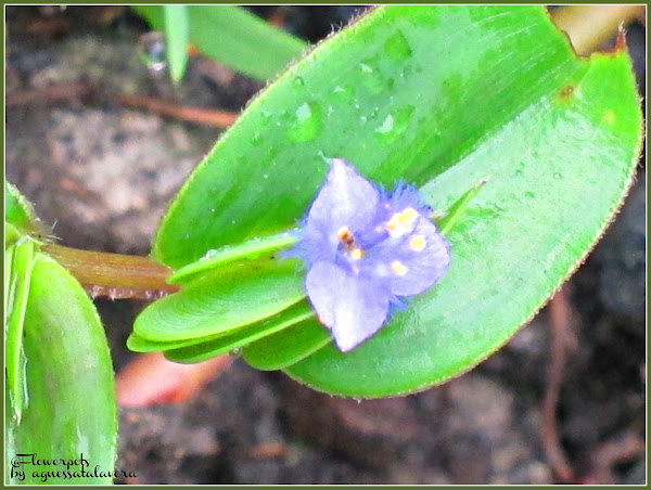Crested Cat Ears Plant | Project Noah
