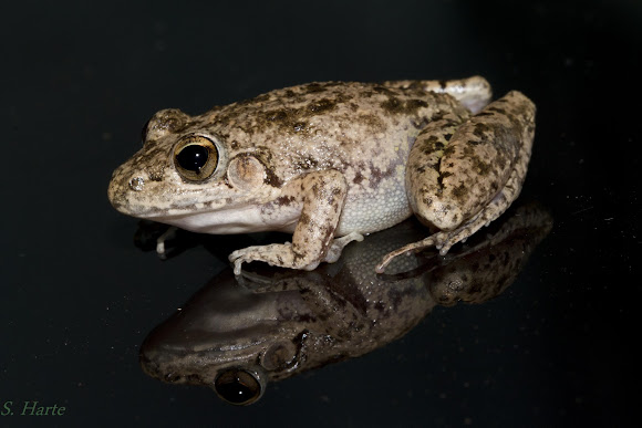 Bumpy Rocket Frog | Project Noah