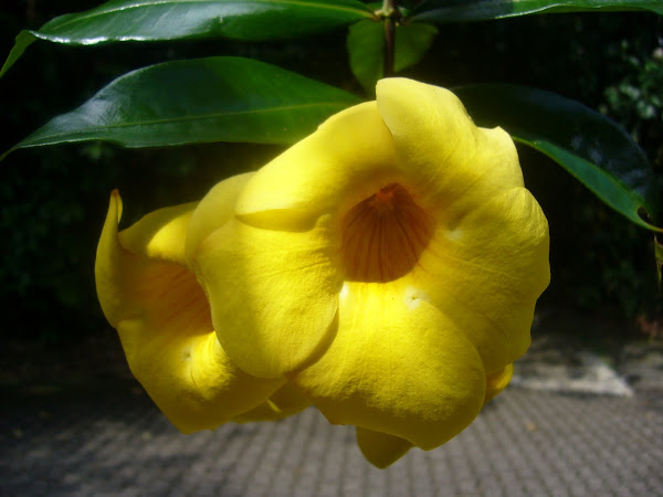 Golden Trumpet | Project Noah