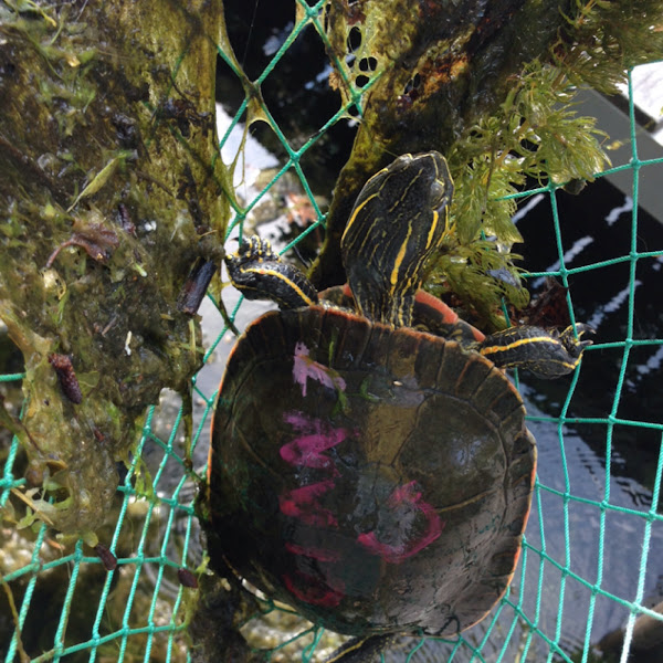 Painted Turtle | Project Noah