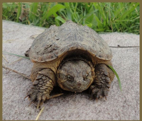Snapping turtle | Project Noah