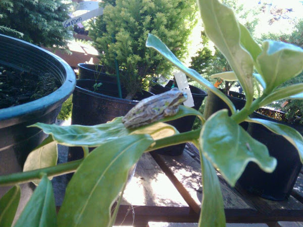 Pacific Tree Frog | Project Noah