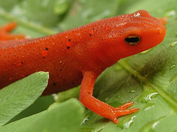 Red Spotted Newt | Project Noah