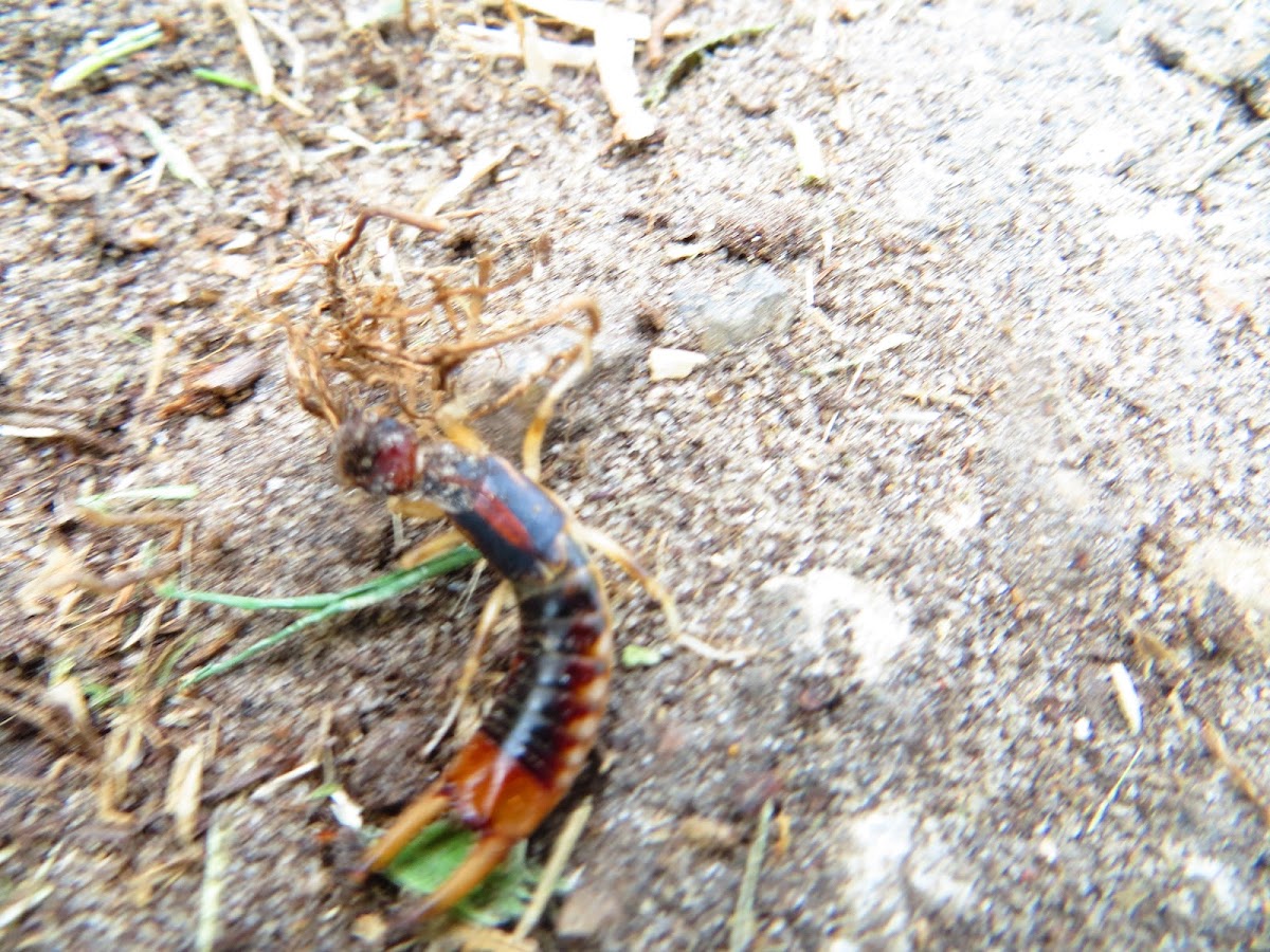 Earwig | Project Noah