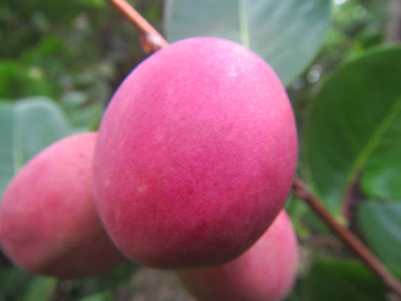 Icaco | Project Noah