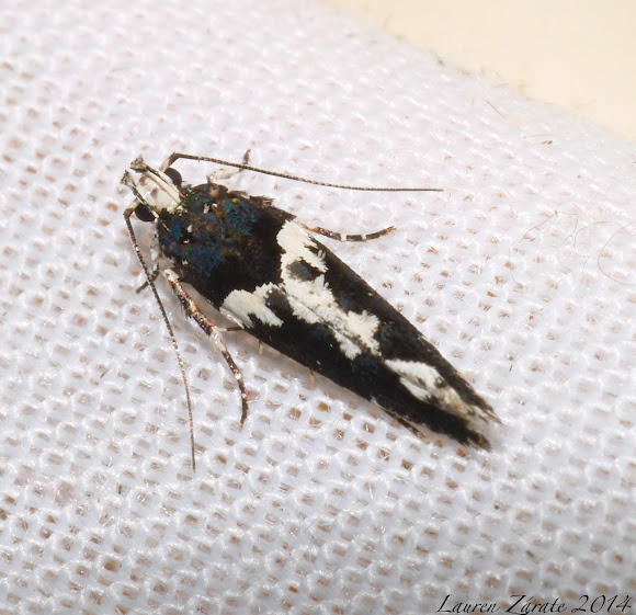 Micro-Lepidoptera | Project Noah