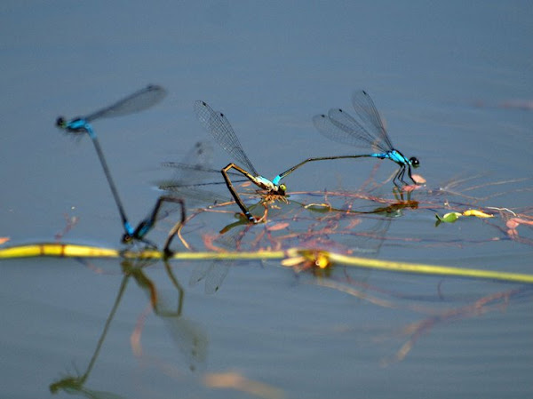 Common Blue Damsel fly | Project Noah