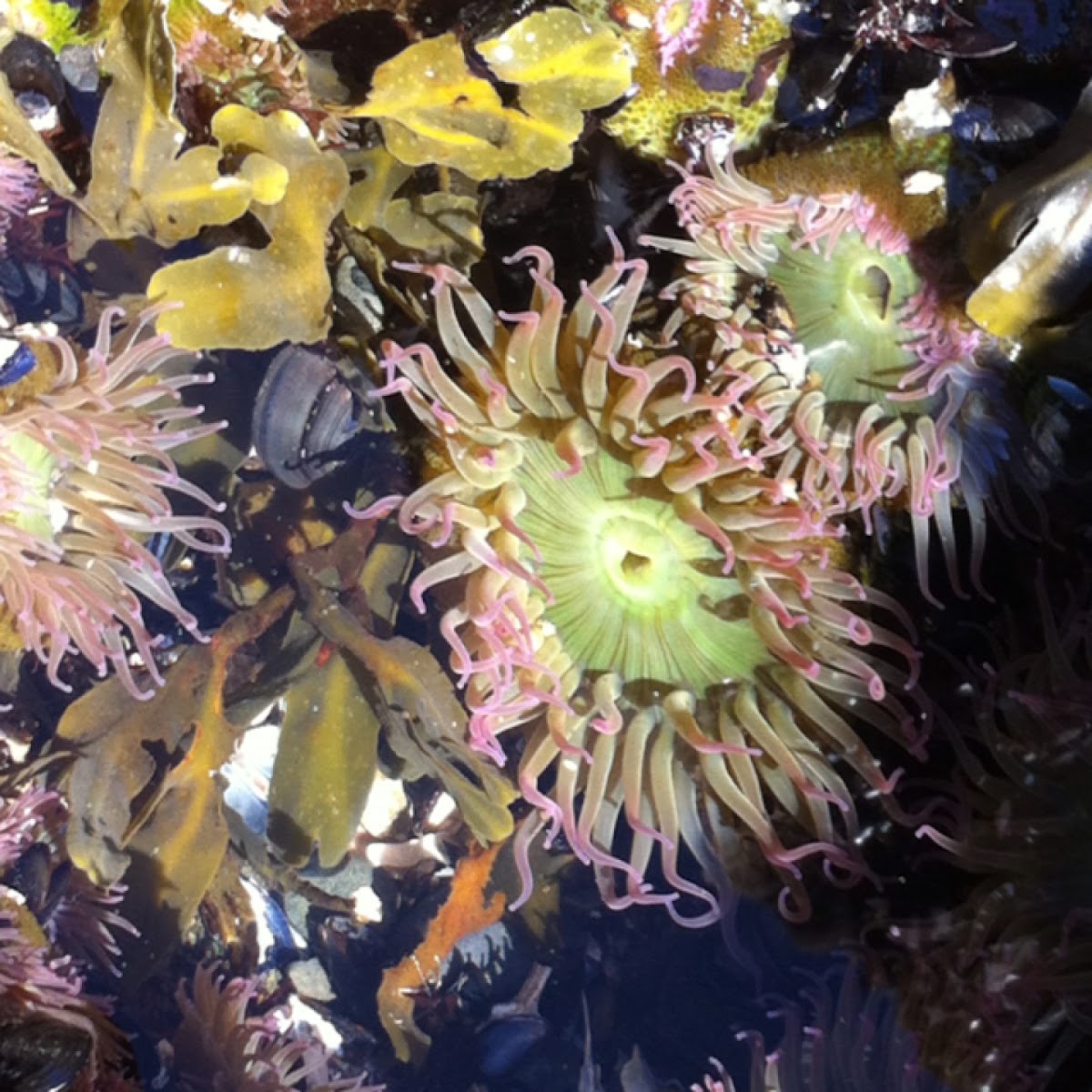 Aggregate anemone | Project Noah