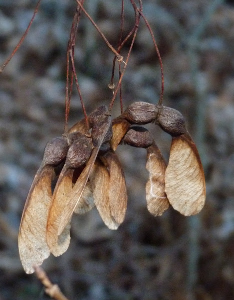 Maple seeds | Project Noah