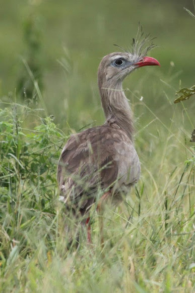 Red-legged Serima | Project Noah