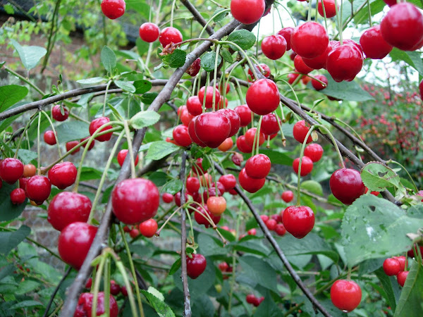 Cerezo. Cherry tree | Project Noah