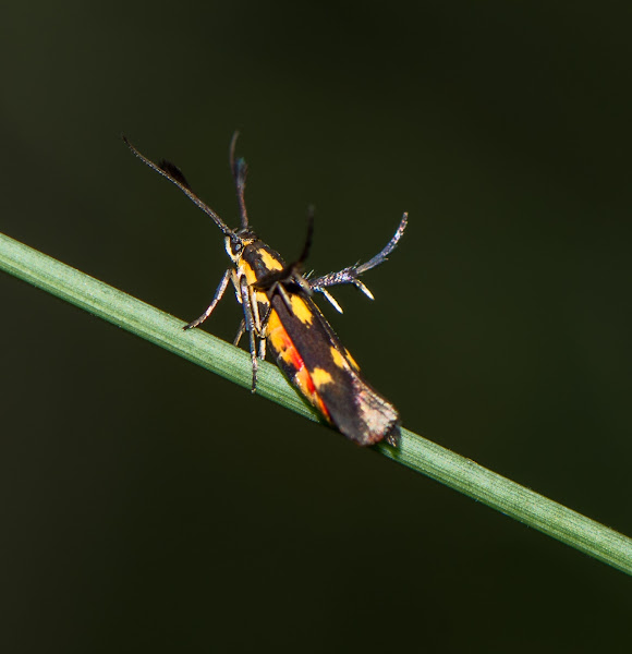 Scythridid Moth | Project Noah