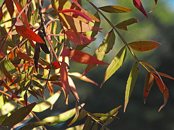 Prairie Sumac | Project Noah