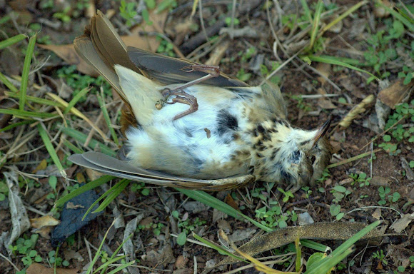Hermit Thrush (dead) :( | Project Noah