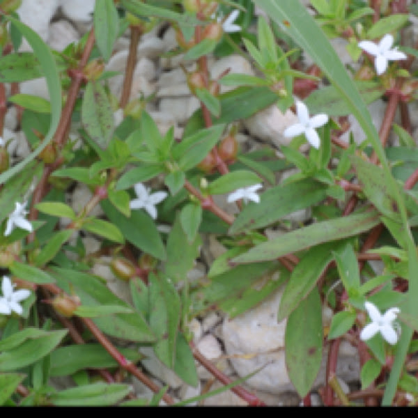 Virginia Buttonweed | Project Noah