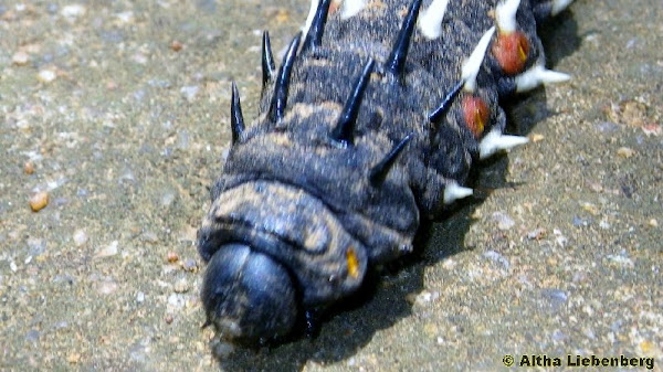 Common emperor moth caterpillar (aka cabbage tree emperor) | Project Noah