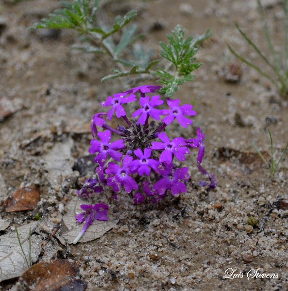 Verbena | Project Noah