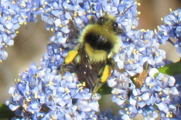 Bumblebee | Project Noah