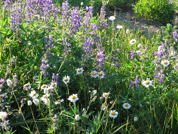 wandering fleabane | Project Noah