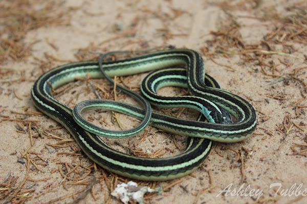 Western Ribbon Snake | Project Noah