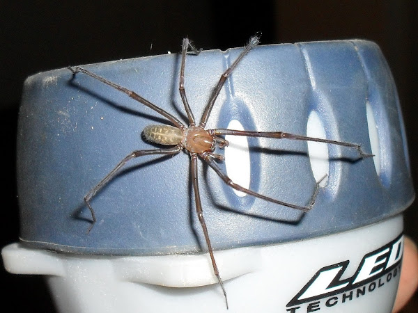 Violin Spider | Project Noah