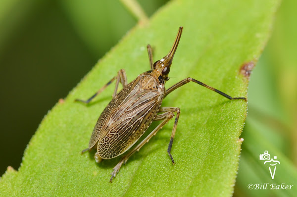 Partridge Bug | Project Noah