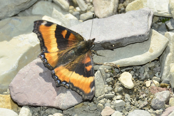 Milbert Tortoiseshell | Project Noah