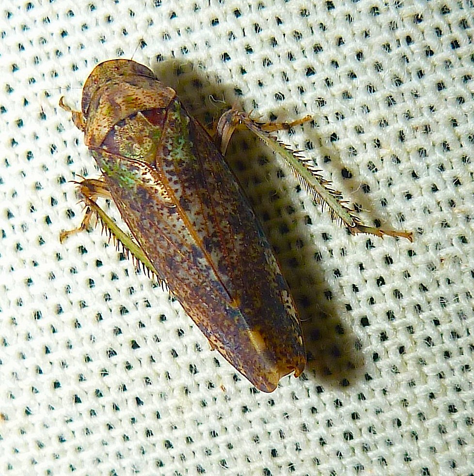 Leaf Hopper | Project Noah