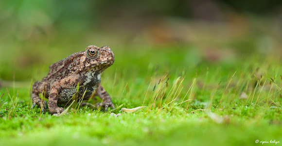 Common Indian Toad | Project Noah