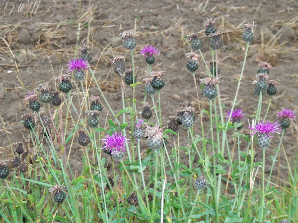 Greater Knapweed | Project Noah