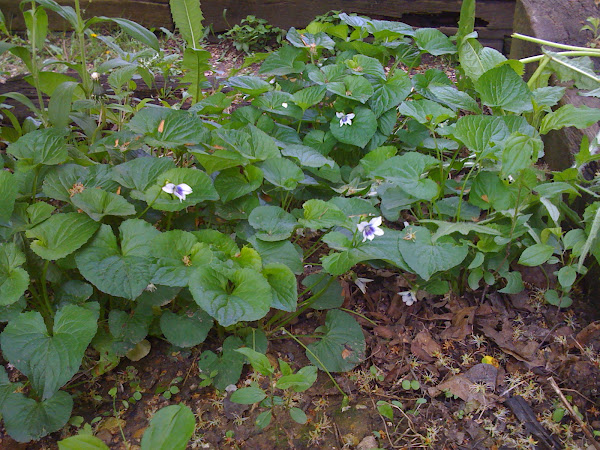 Wild Violets | Project Noah