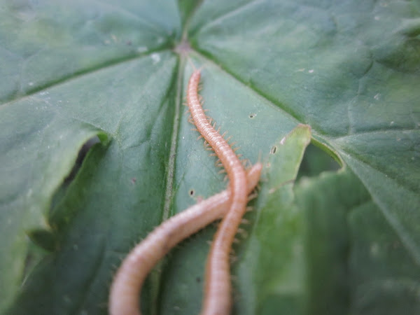 centipede | Project Noah