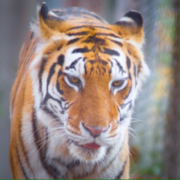 Siberian Tiger | Project Noah