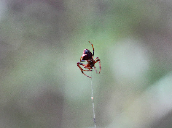 Arrowhead Orb Weaver Spider | Project Noah
