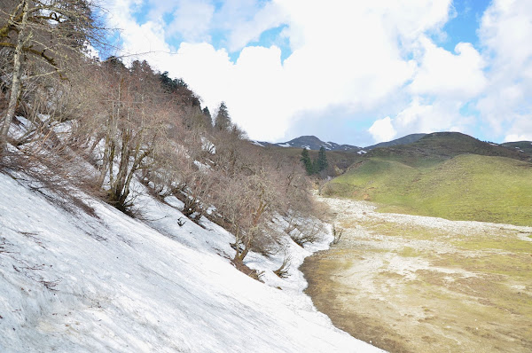 Royle's Pika | Project Noah