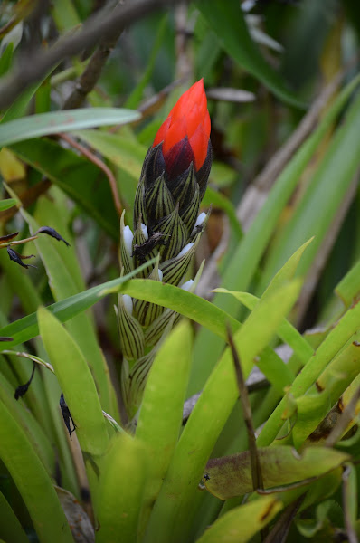 Bromeliad | Project Noah