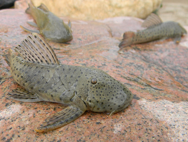 cucha pintada - bristlemouth - armored catfish | Project Noah