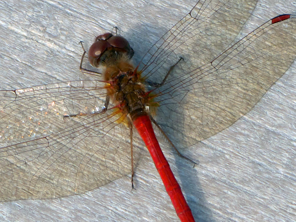 Autumn Meadowhawk dragonflies (males) | Project Noah