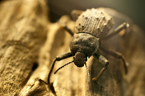 Polposipus herculeanus | Project Noah