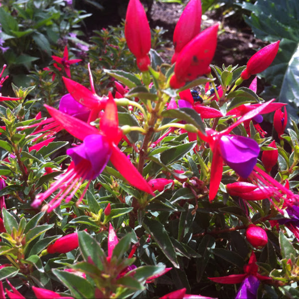 Fuchsia | Project Noah