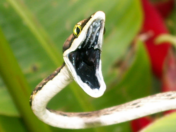 Vine Snake | Project Noah