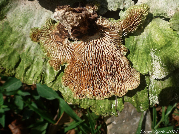 Green Shelf Fungus | Project Noah