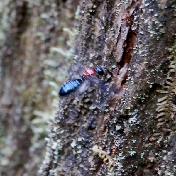 Native Picta Colletid bee | Project Noah