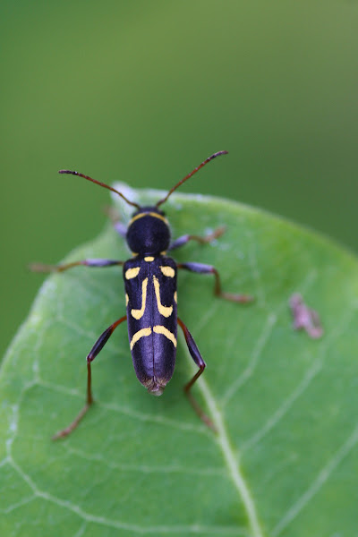 Ornate Checkered Beetle | Project Noah