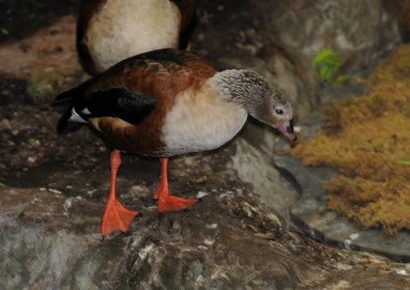 Orinoco goose | Project Noah