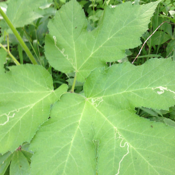 Spotting | Project Noah