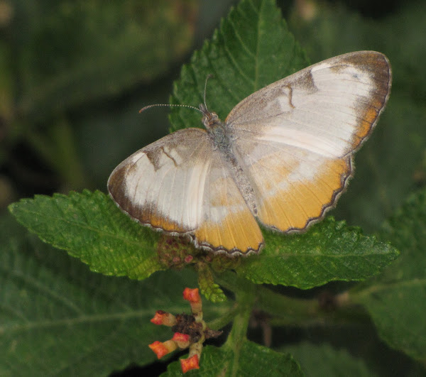 Common Mestra | Project Noah