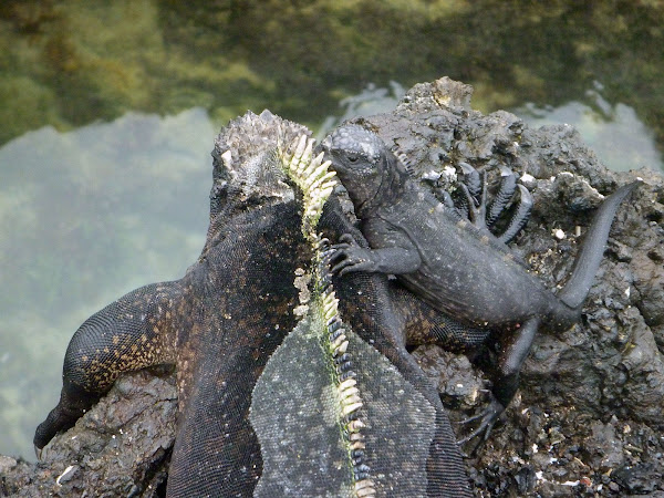 Galápagos marine iguanas | Project Noah