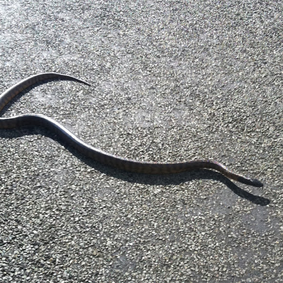 Black headed Python | Project Noah