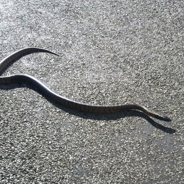 Black headed Python | Project Noah